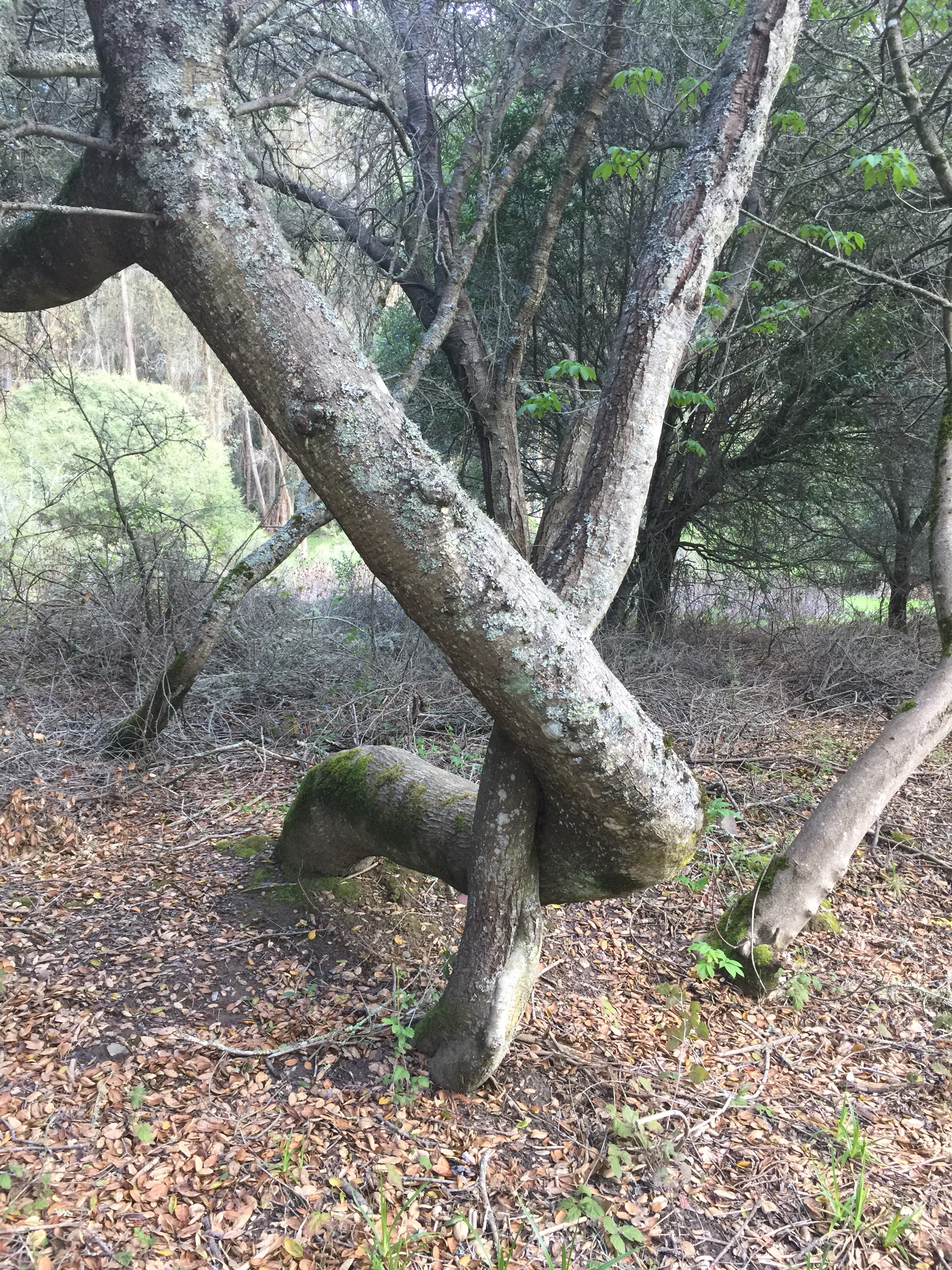 Tree Clues | Rebecca Inspires Now